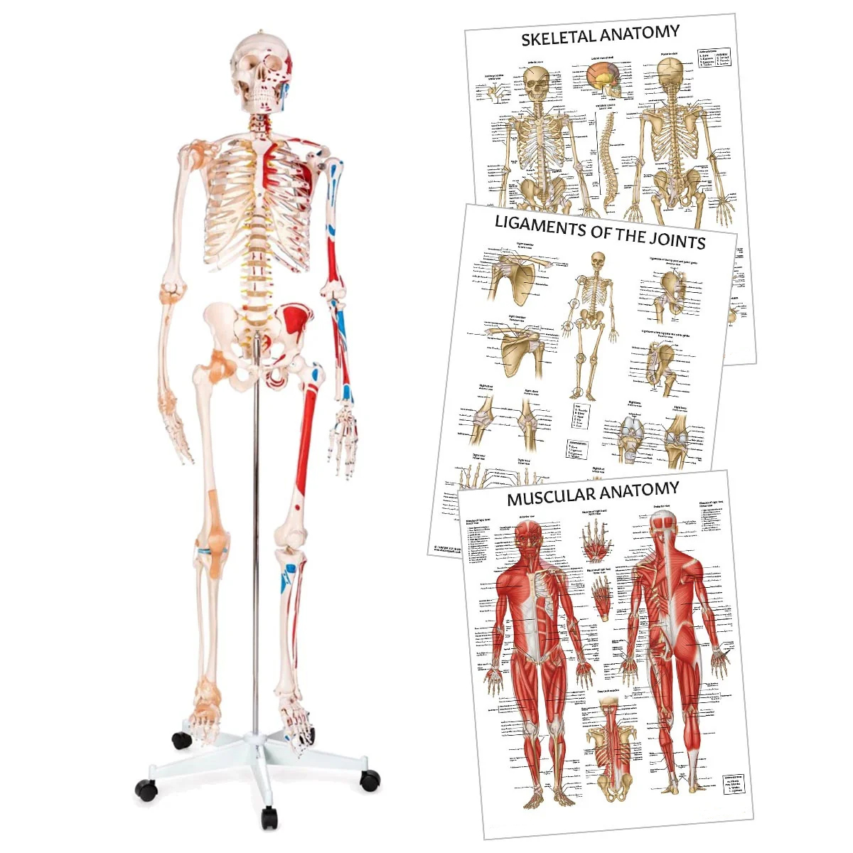 Skeleton Anatomy Bundle - Myaskro